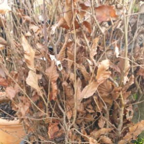 Shrubland Nurseries Suffolk Exotic and Hardy Plants - shrublands.co.uk