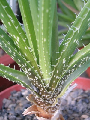 Shrubland Nurseries Suffolk Exotic and Hardy Plants from Shrubland ...
