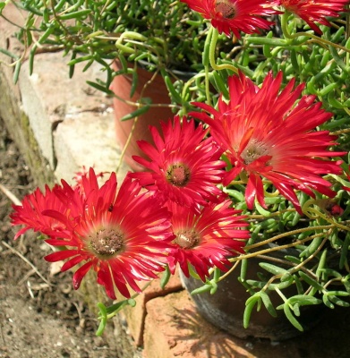 Lampranthus vivid red, Ice Plant from Shrubland Nurseries in Suffolk
