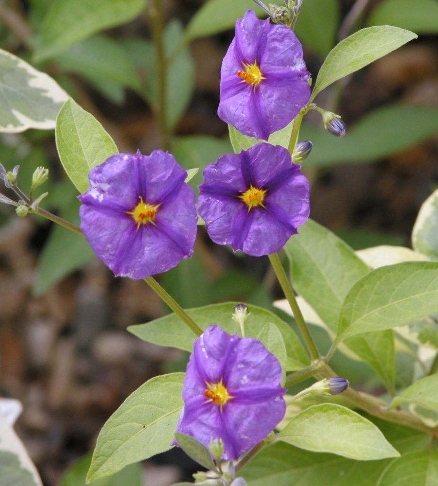 Solanum (Lycianthes) rantonnetii, Blue Potato Bush from Shrubland ...
