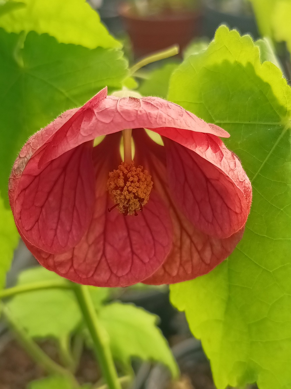 Abutilon hybridum maximum from Shrubland Nurseries in Suffolk