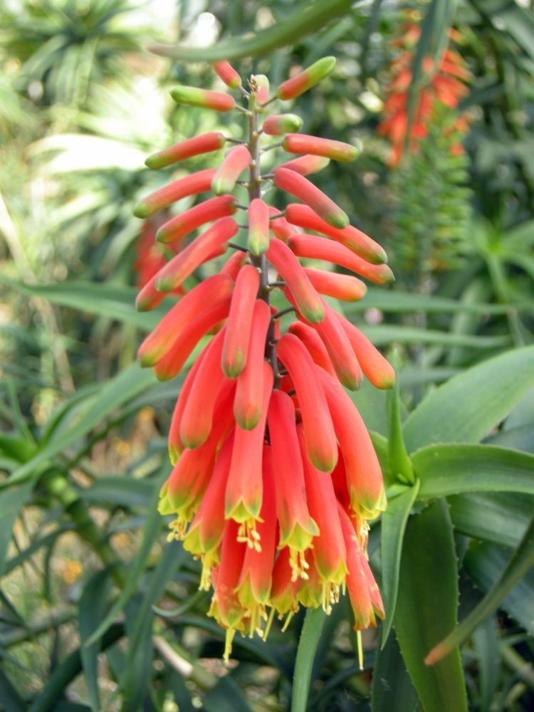 Aloe ciliaris, Climbing Aloe from Shrubland Nurseries in Suffolk