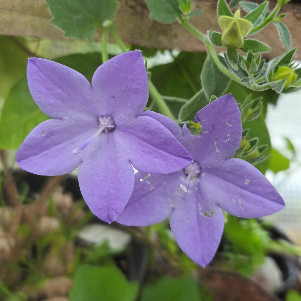 Campanula isophylla, Italian BellFlowerr from Shrubland Nurseries in ...