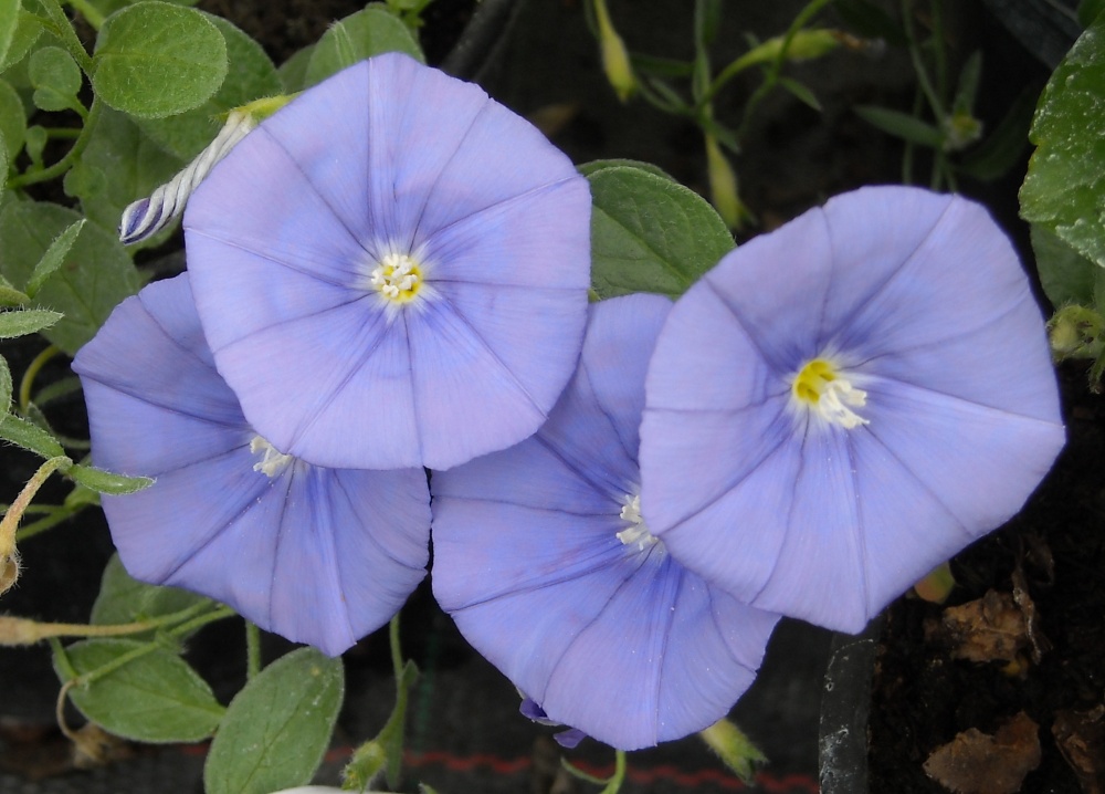 Convolvulus sabatius, Blue Rock Bindweed from Shrubland Nurseries in ...