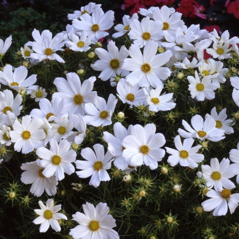 Cosmos Purity Seeds from Shrubland Nurseries in Suffolk