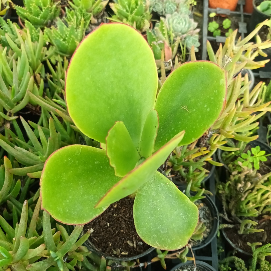 Cotyledon orbiculata var. oblonga 'Macrantha' from Shrubland Nurseries ...