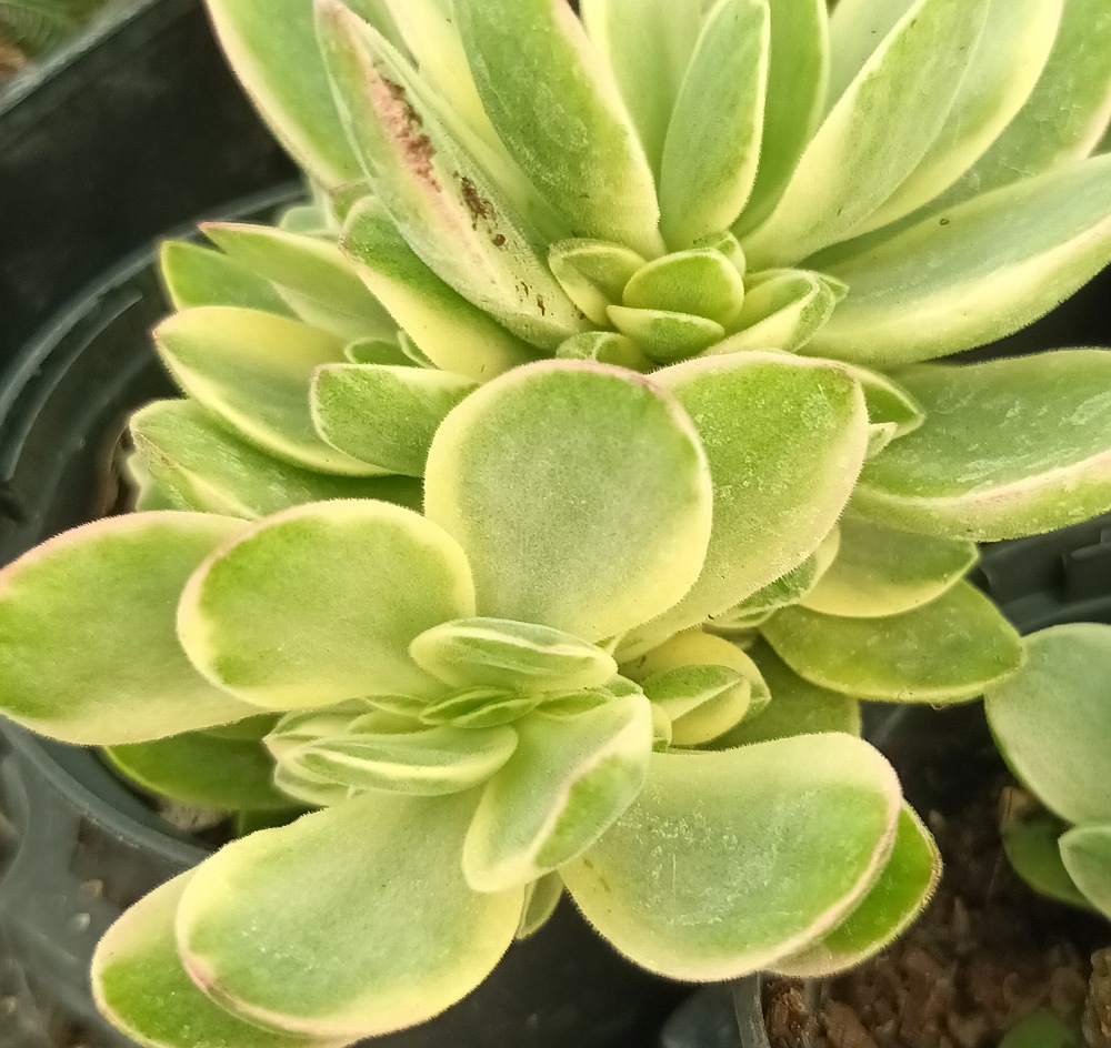 Crassula swaziensis variegata from Shrubland Nurseries in Suffolk