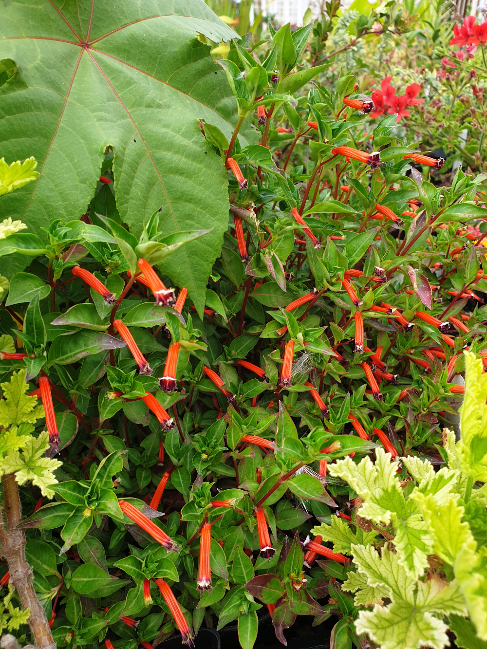 Cuphea ignea from Shrubland Nurseries in Suffolk