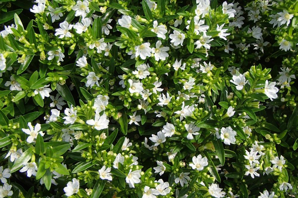 Cuphea hyssopifolia 'Alba', Hawaiian Heather, Elfin Hair from Shrubland ...