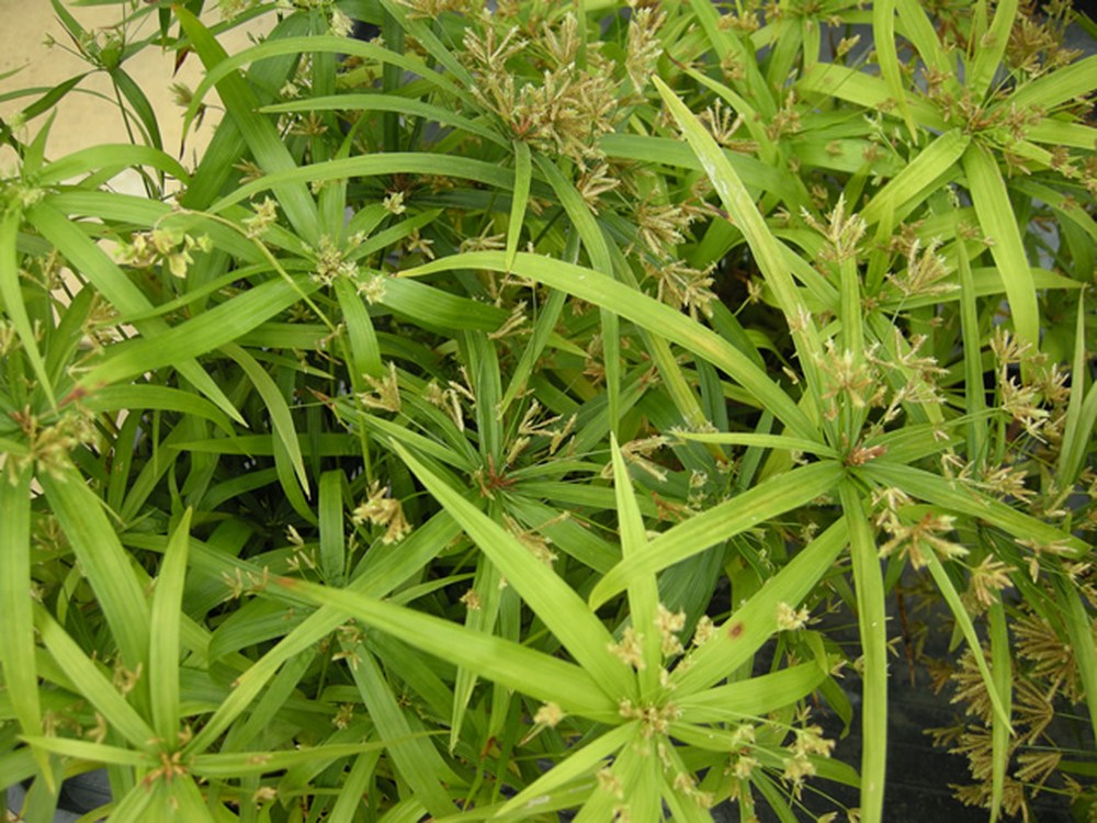 Cyperus albostriatus, Dwarf Umbrella Plant from Shrubland Nurseries in ...