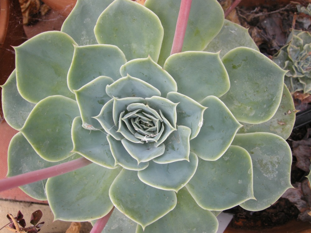 Echeveria secunda v glauca from Shrubland Nurseries in Suffolk