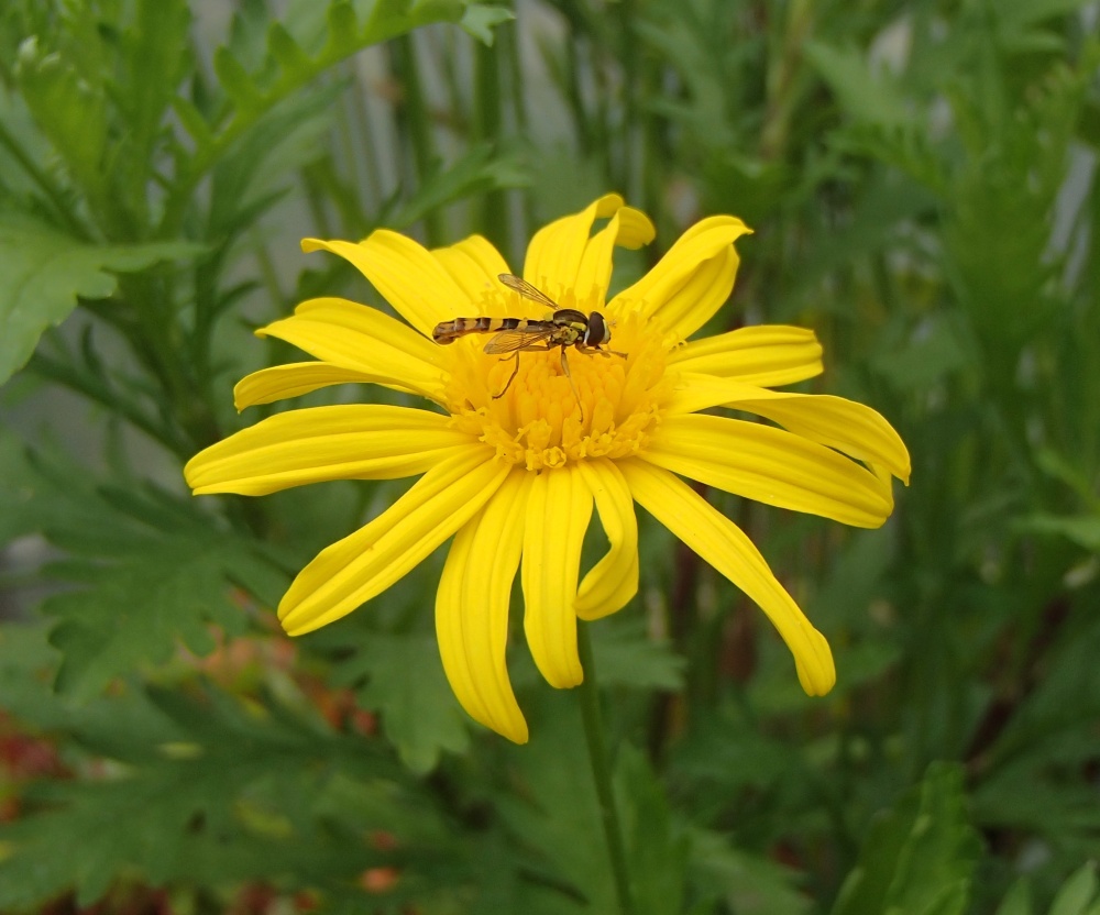 Euryops chrysanthemoides from Shrubland Nurseries in Suffolk