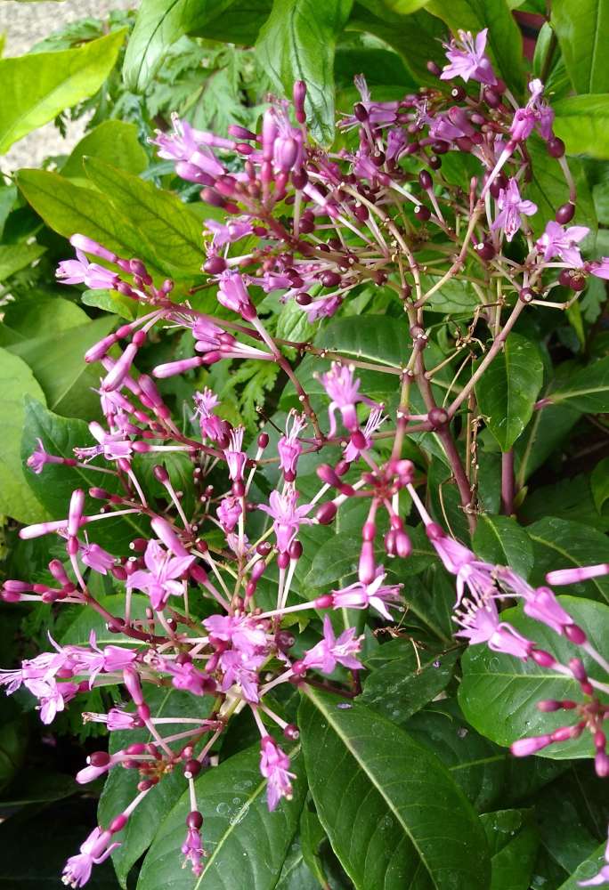 Fuchsia arborescens, Tree Fuchsia from Shrubland Nurseries in Suffolk