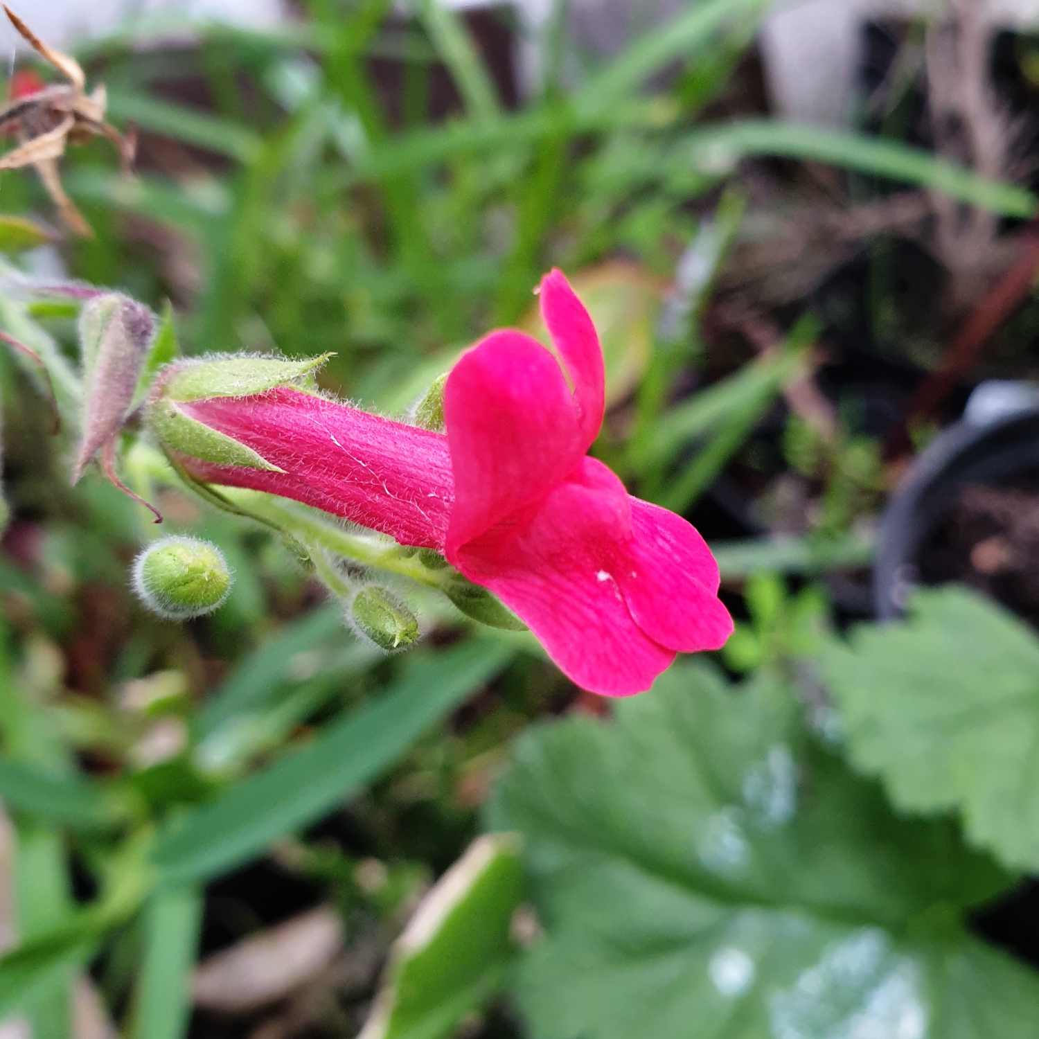 Galvezia speciosa, Island Snapdragon from Shrubland Nurseries in Suffolk