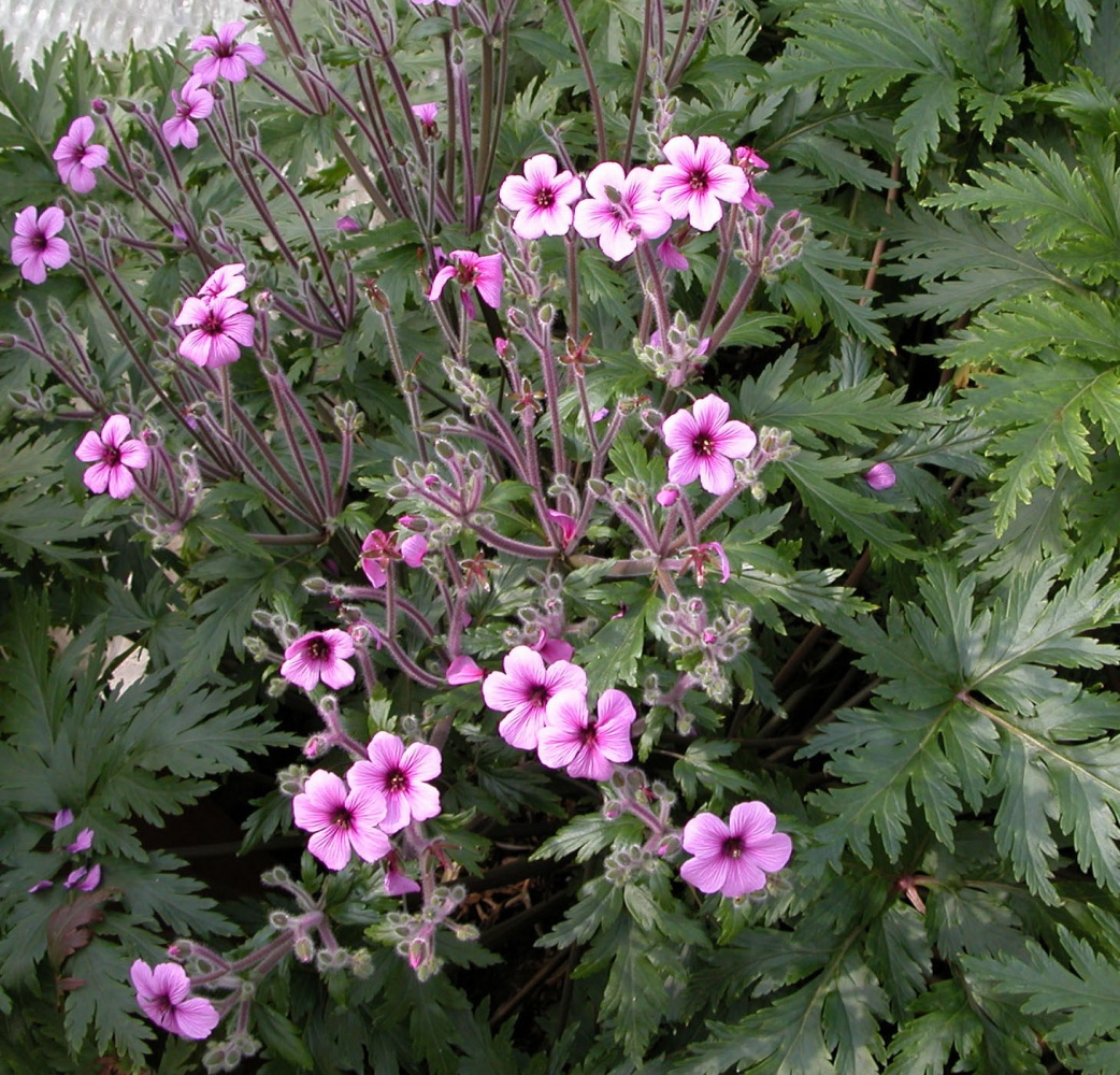 Geranium maderense, Giant Herb Robert from Shrubland Nurseries in Suffolk