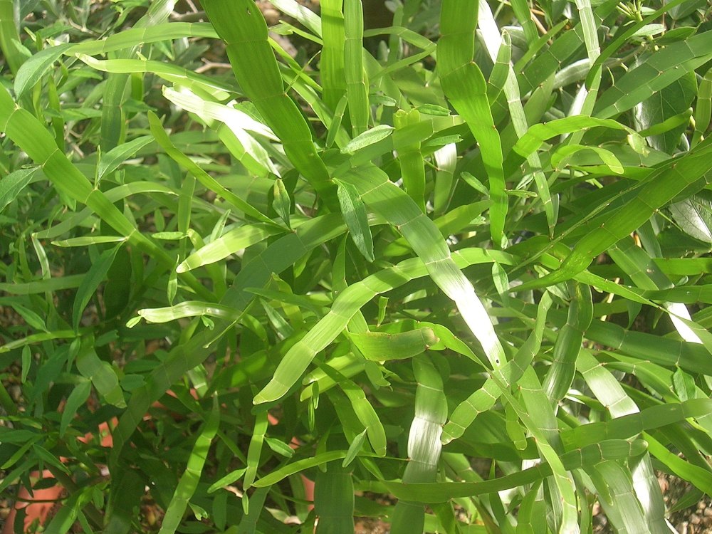 Homalocladium platycladum, Tapeworm Plant/ Centipede plant/ ribbon bush ...