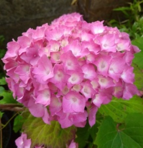 Shrubland Nurseries Suffolk Exotic and Hardy Plants