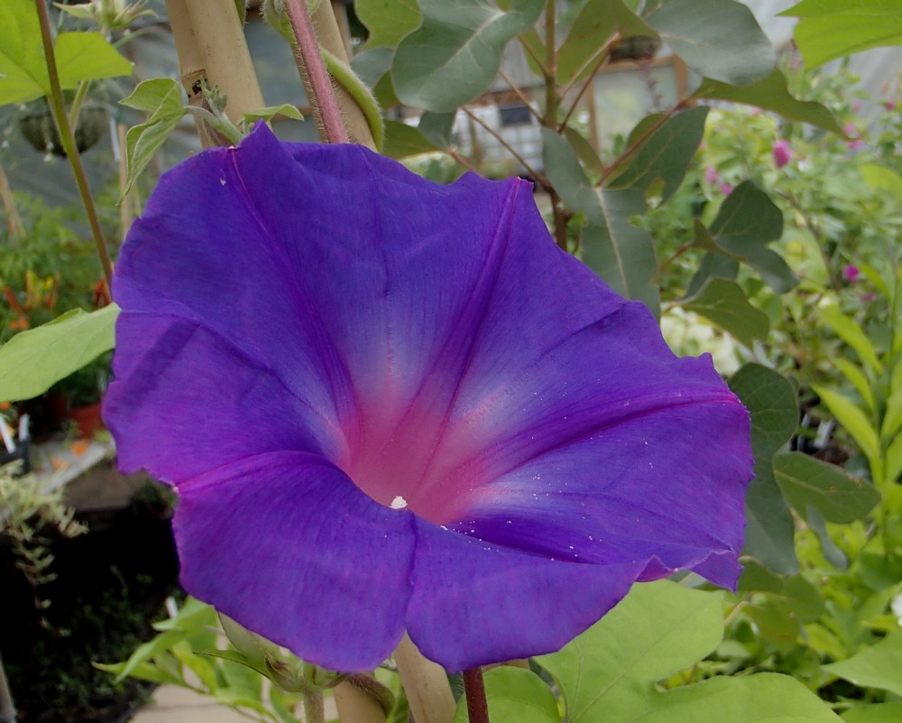 Ipomoea Indica Blue Morning Glory Or Koali Awa Or Ipomoea Indica