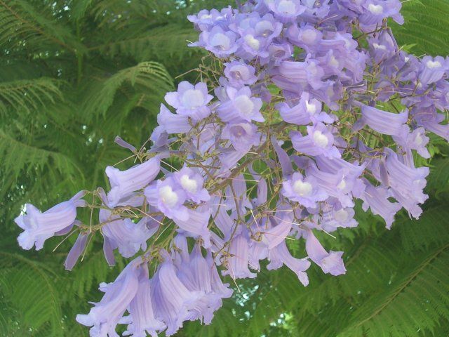 Jacaranda Florence England Early Jacaranda Bloom Sparks Debate About