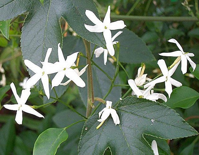 Jasminum azoricum, Jasmine from Shrubland Nurseries in Suffolk