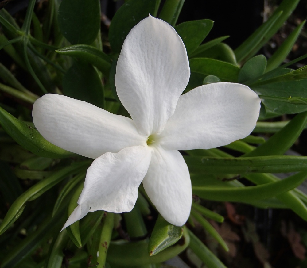 Jasminum Grandiflorum Common Name
