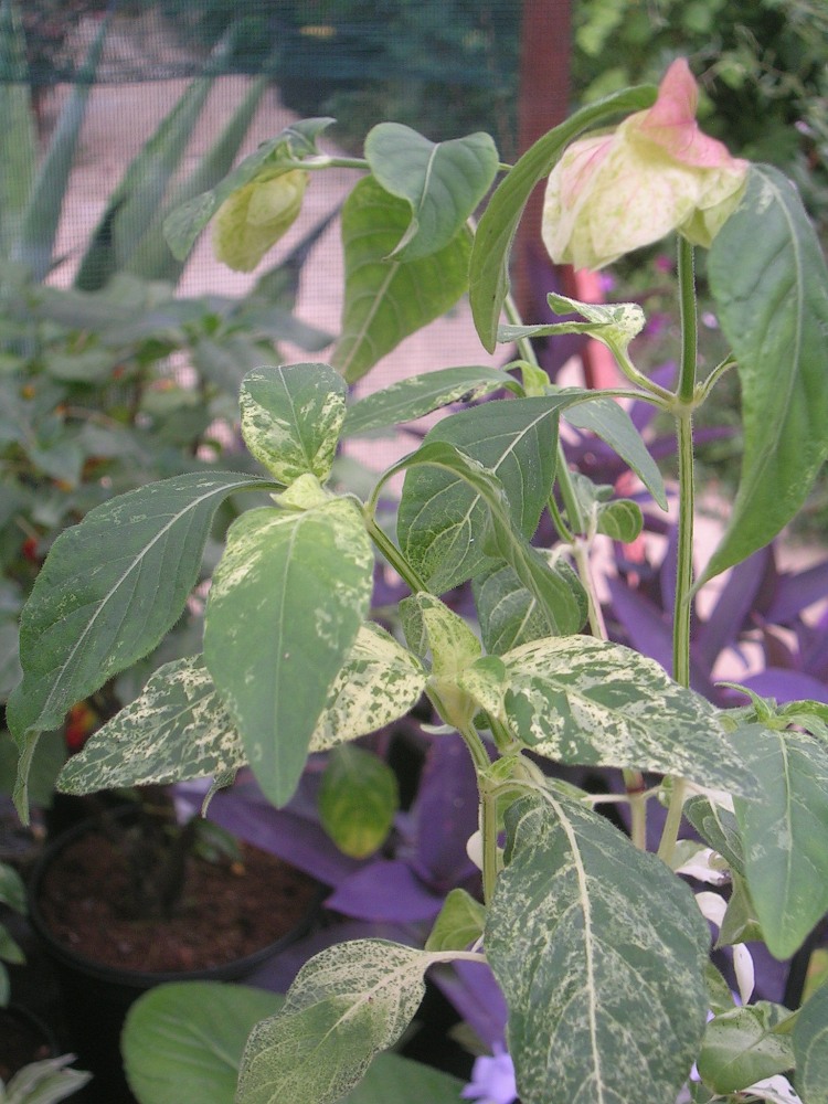 Justicia brandegeeana 'Variegata', Shrimp Plant from Shrubland ...