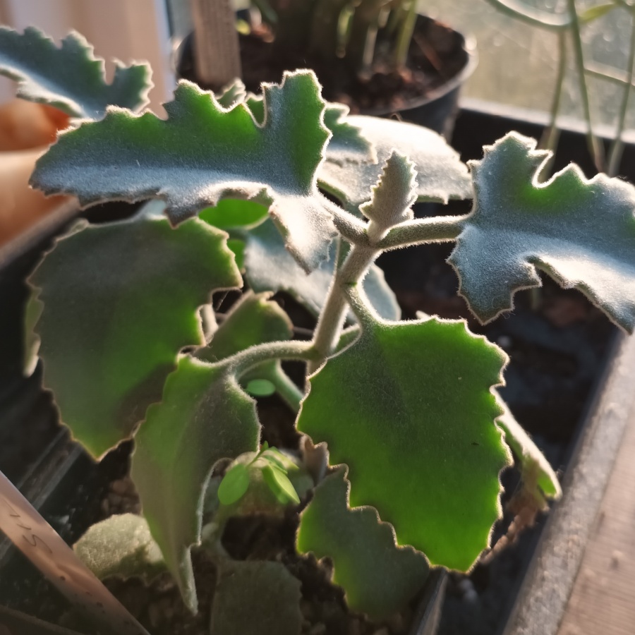 Kalanchoe 'Silver Shadow' from Shrubland Nurseries in Suffolk