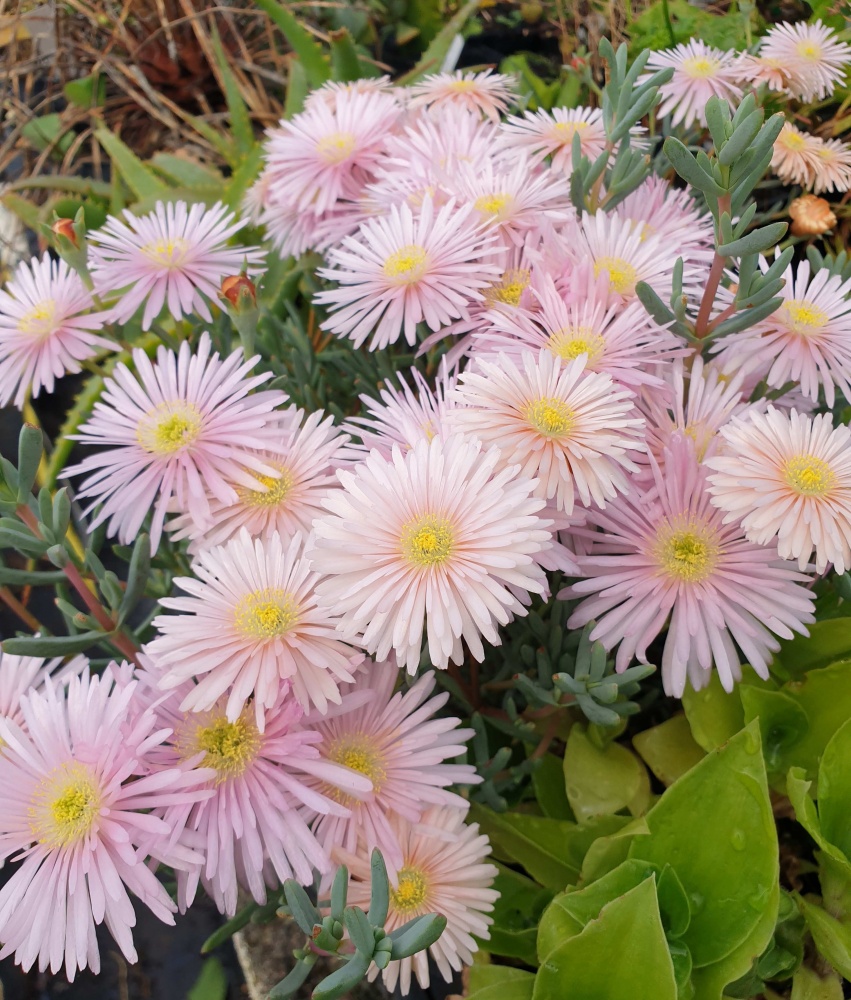 Lampranthus Pink, Ice Plant from Shrubland Nurseries in Suffolk