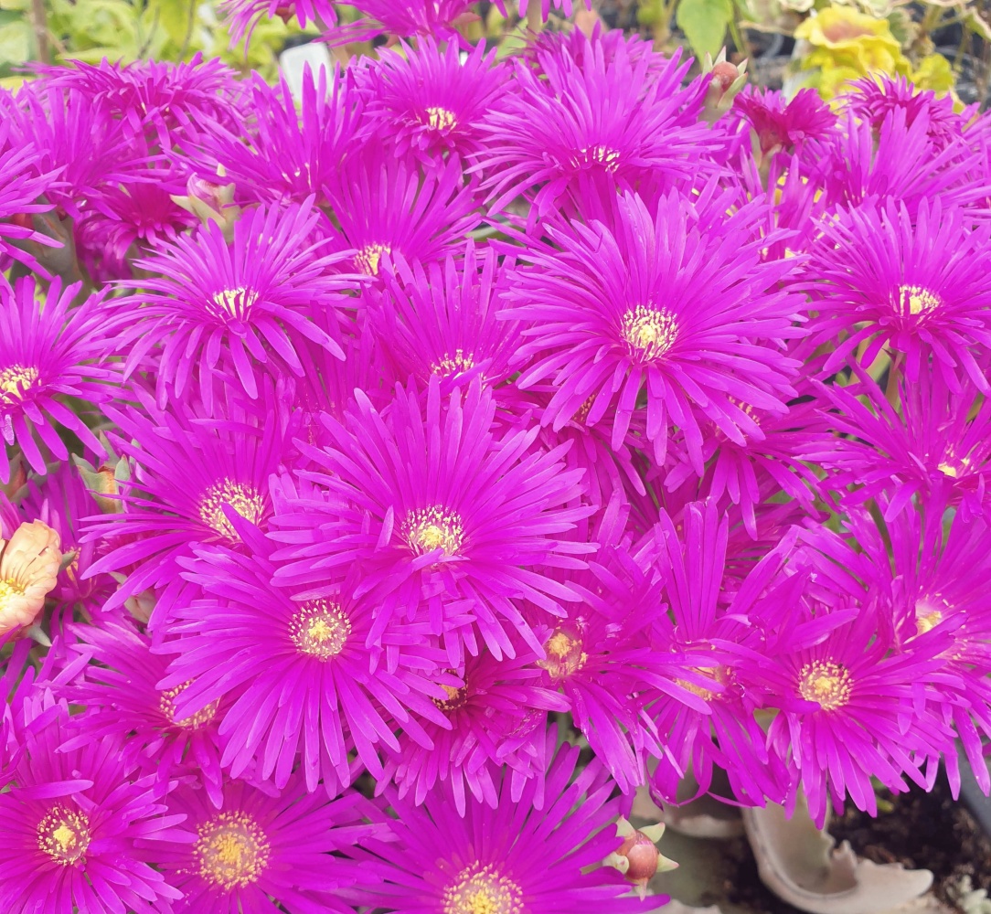 Lampranthus 'Purple', Ice Plant from Shrubland Nurseries in Suffolk