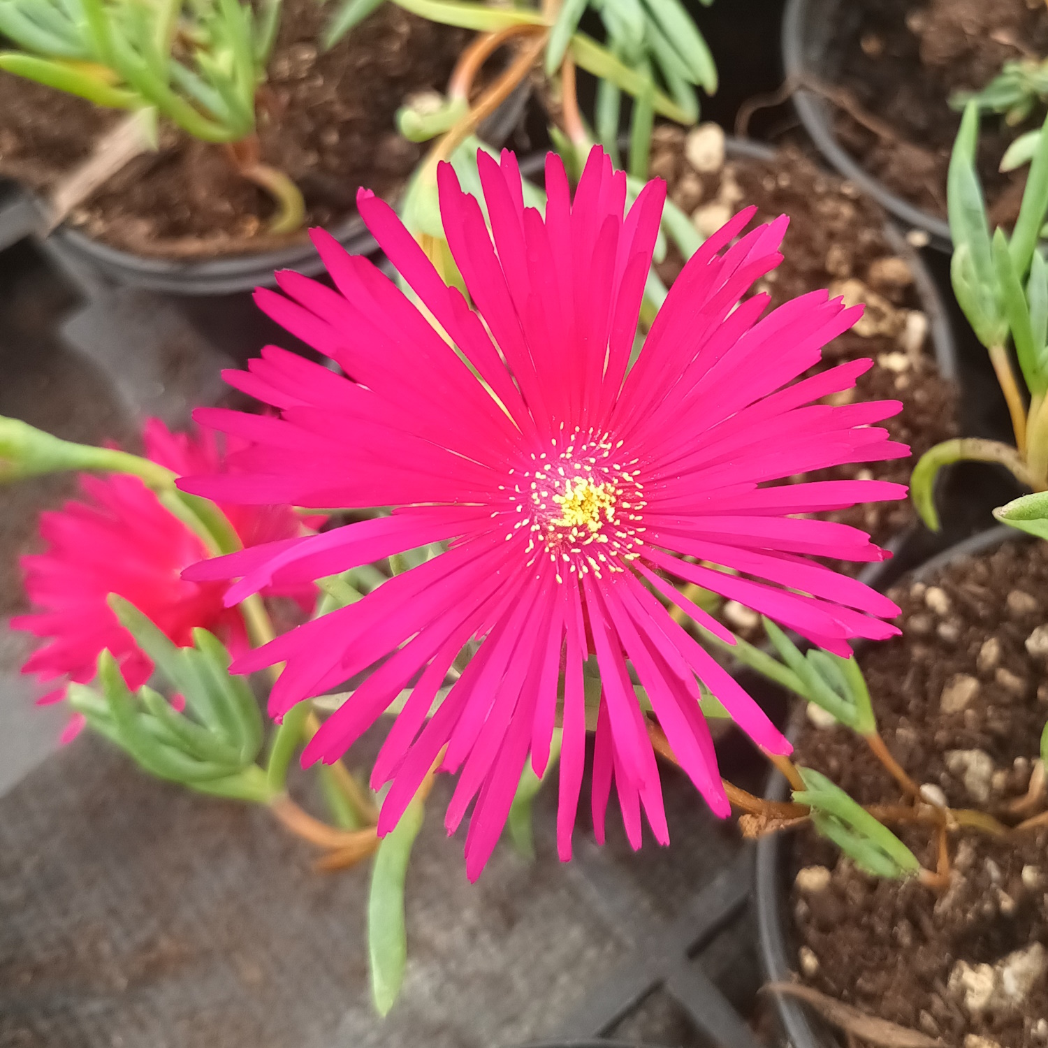 Lampranthus Pink, Ice Plant from Shrubland Nurseries in Suffolk