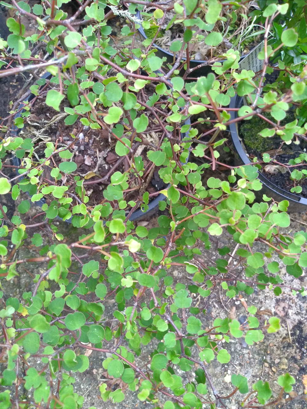 Muehlenbeckia astonii, Wiggy-Wig Bush, Zig-Zag Bush from Shrubland ...