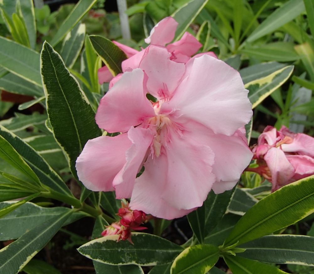 Nerium oleander 'Variegatum', Oleande from Shrubland Nurseries in Suffolk