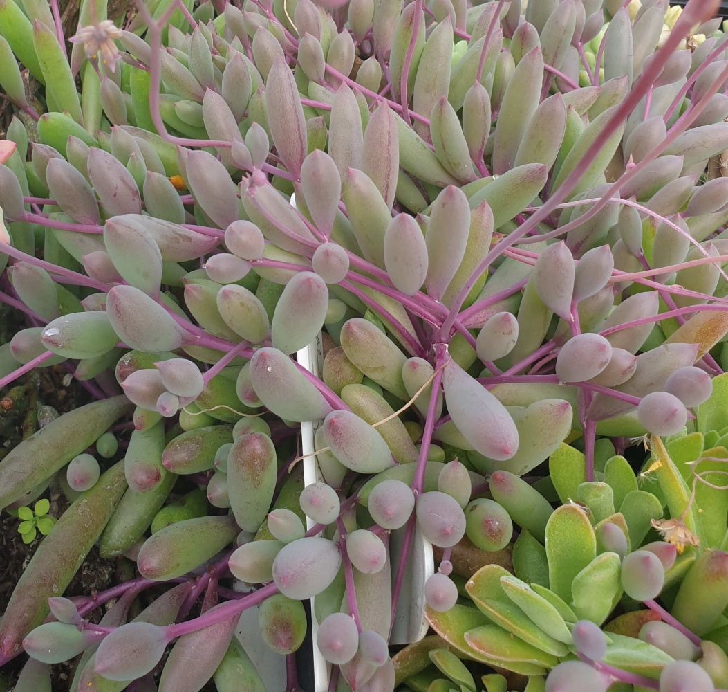 Othonna capensis, Little Pickles, Ruby Necklace from Shrubland ...