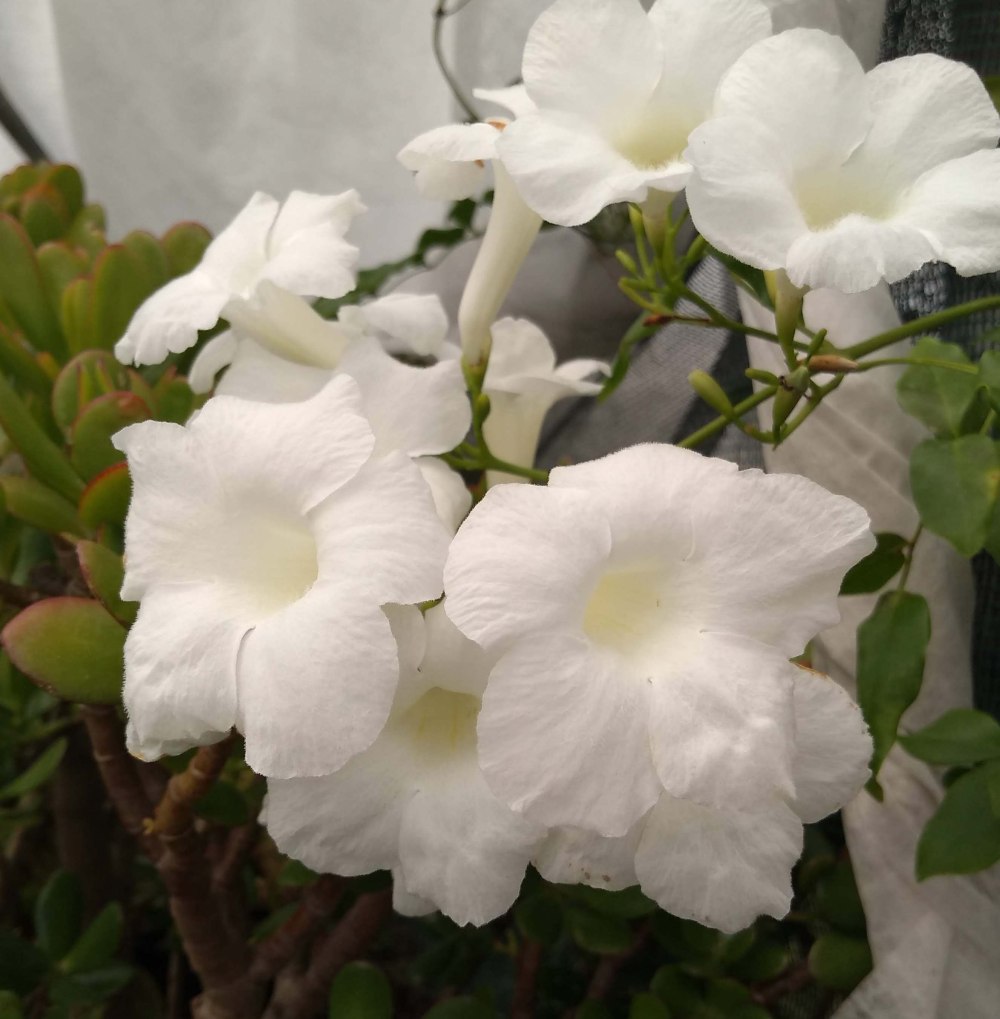 Pandorea jasminoides 'Alba', Bower Vine from Shrubland Nurseries in Suffolk