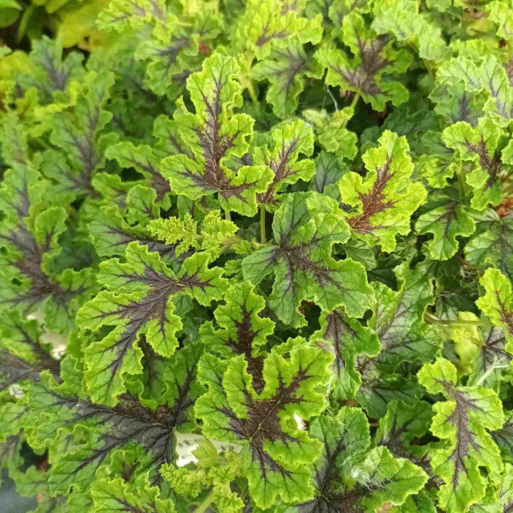 Pelargonium 'Royal Oak' from Shrubland Nurseries in Suffolk