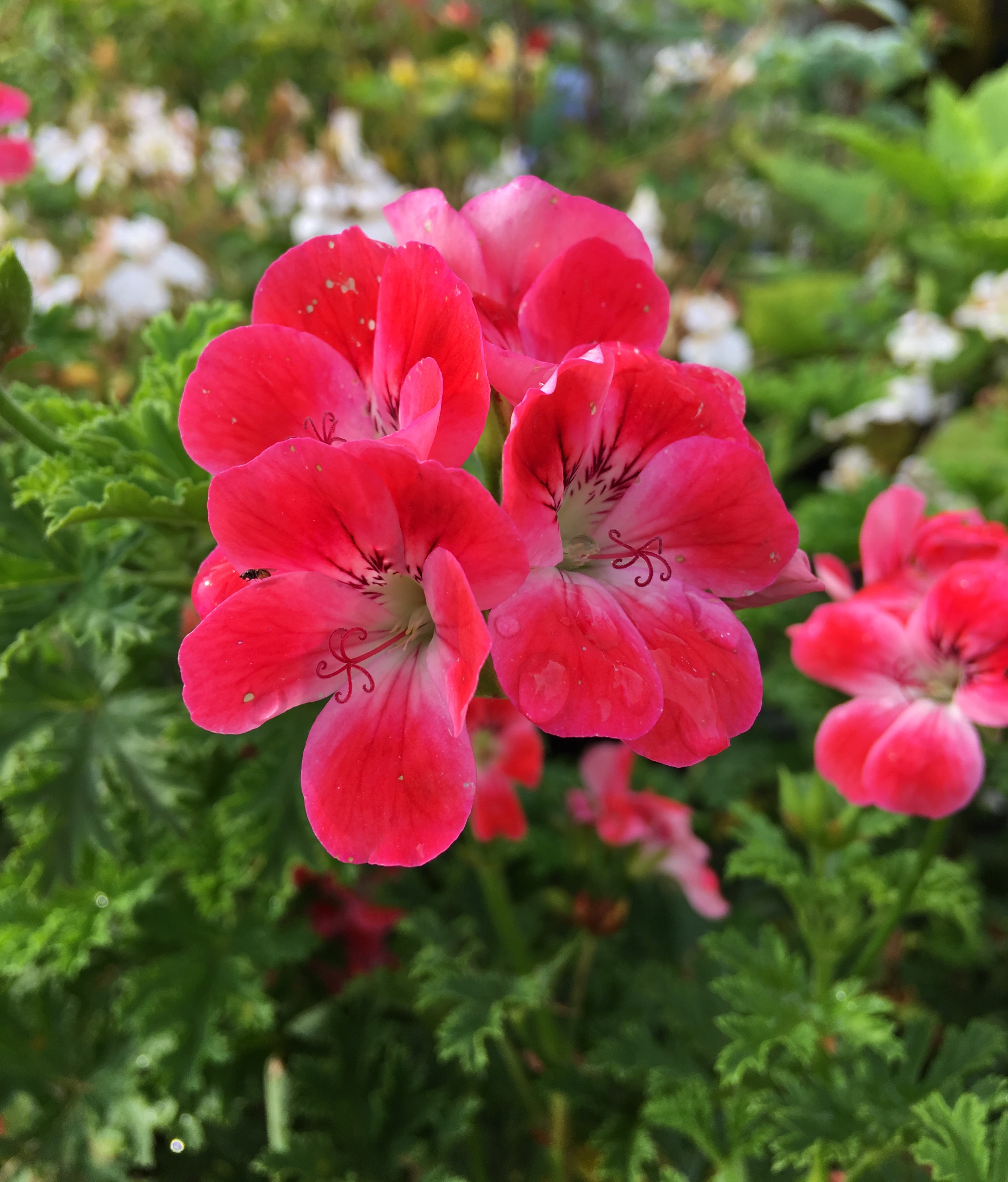 Pelargonium 'Paton's Unique' from Shrubland Nurseries in Suffolk