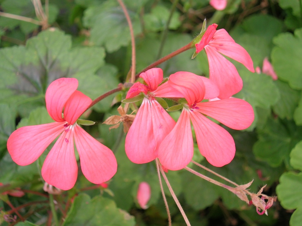 Pelargonium 'The Boar' from Shrubland Nurseries in Suffolk