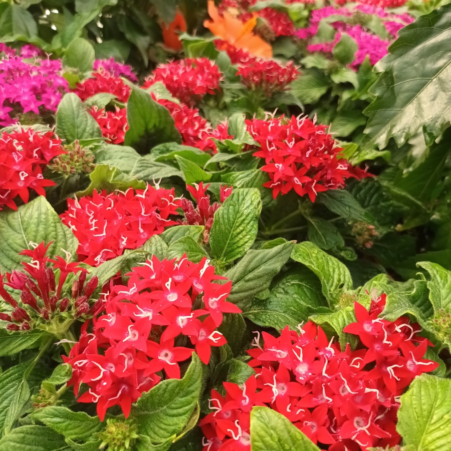 Pentas Egyptian Star Cluster