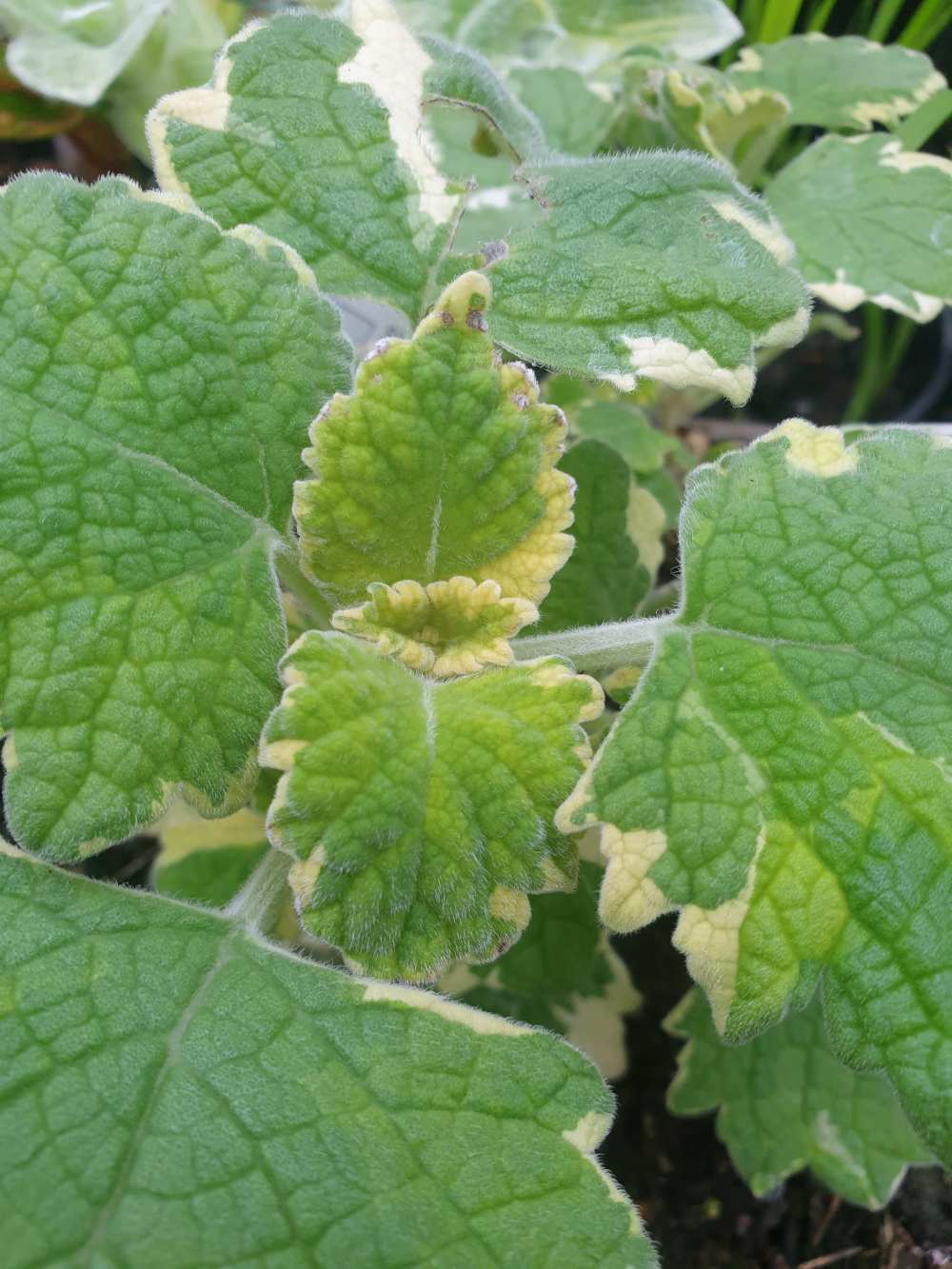Plectranthus hadiensis var. tomentosus 'Penge', Hairy SpurFlower from ...