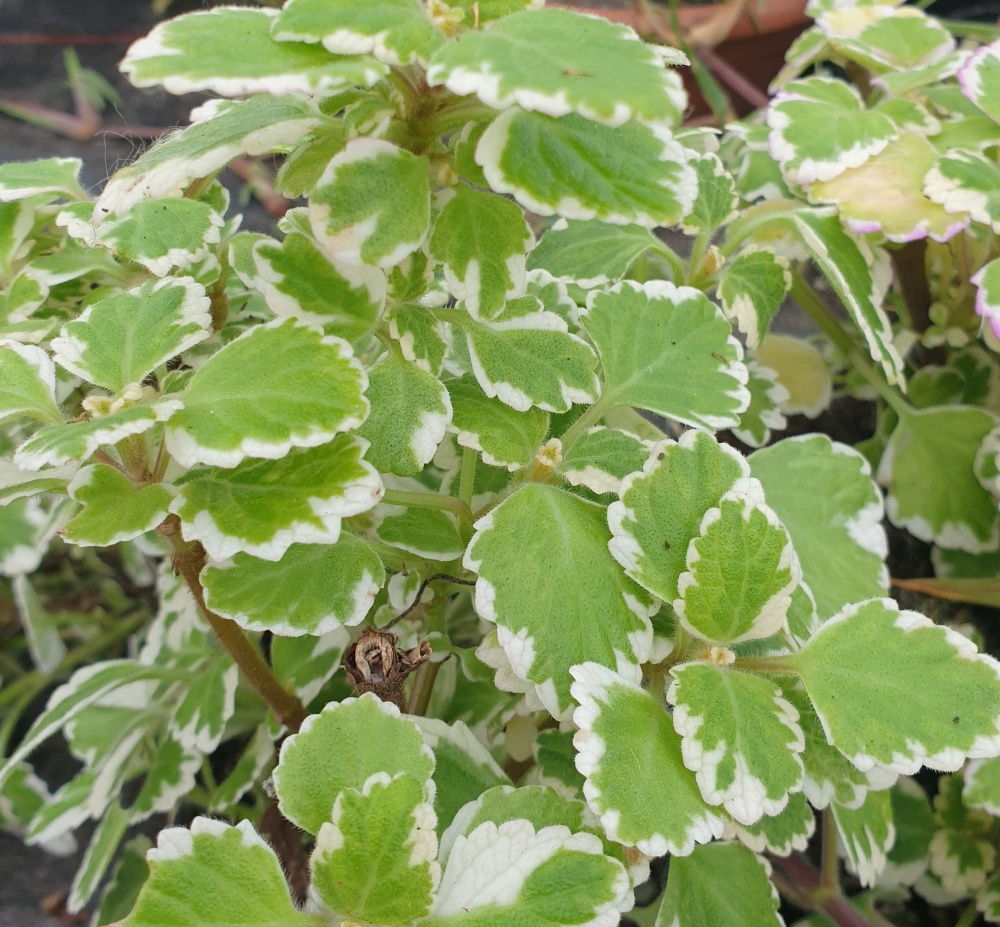Plectranthus coleoides 'Variegata', Variegated Mintleaf from Shrubland ...