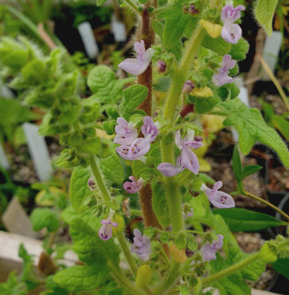Plectranthus venteri, Sekukuni SpurFlower from Shrubland Nurseries in ...