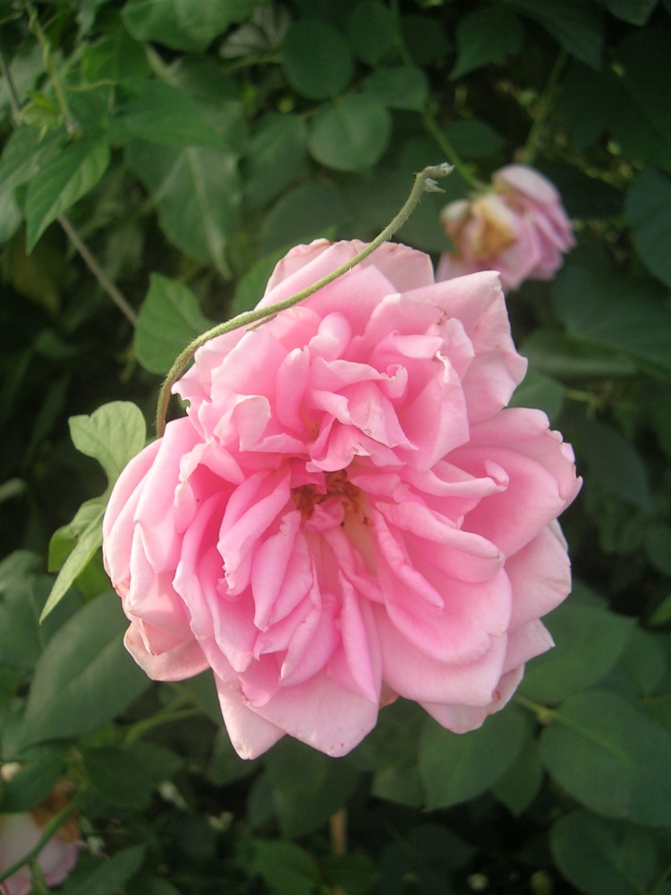 Rosa 'Climbing Columbia', Rose from Shrubland Nurseries in Suffolk