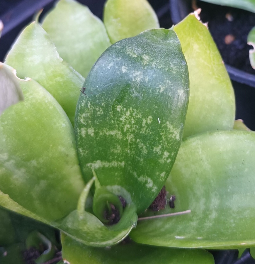 Sansevieria trifasciata 'Hahnii', Birdsnest Sansevieria from Shrubland ...