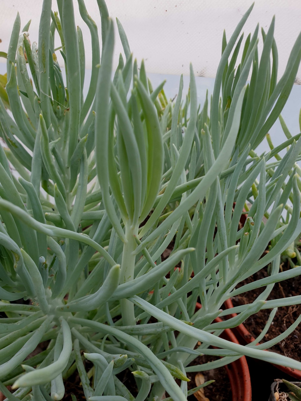 Senecio (Curio) 'Himalayan Blue', Golden Clubmoss, Spikemoss from Shrubland Nurseries in Suffolk