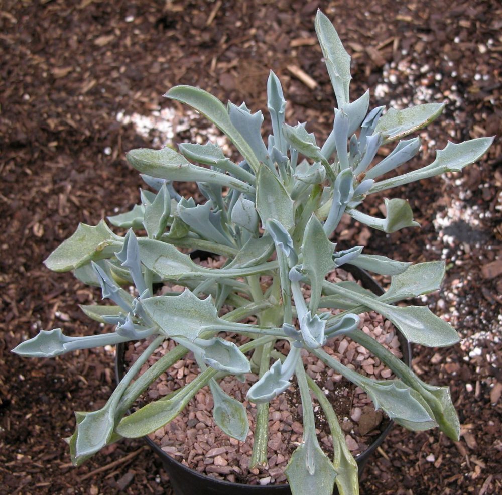 Senecio kleiniiformis, Spearhead Senecio from Shrubland Nurseries in ...