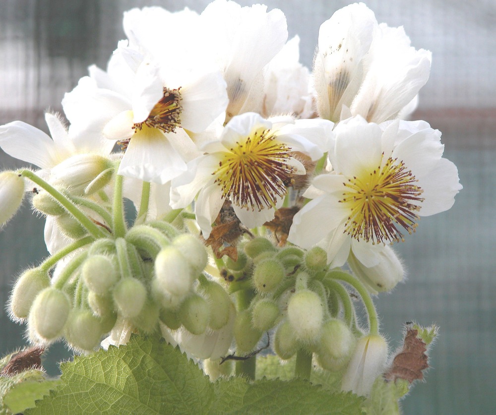 Sparrmannia africana, African Hemp from Shrubland Nurseries in Suffolk