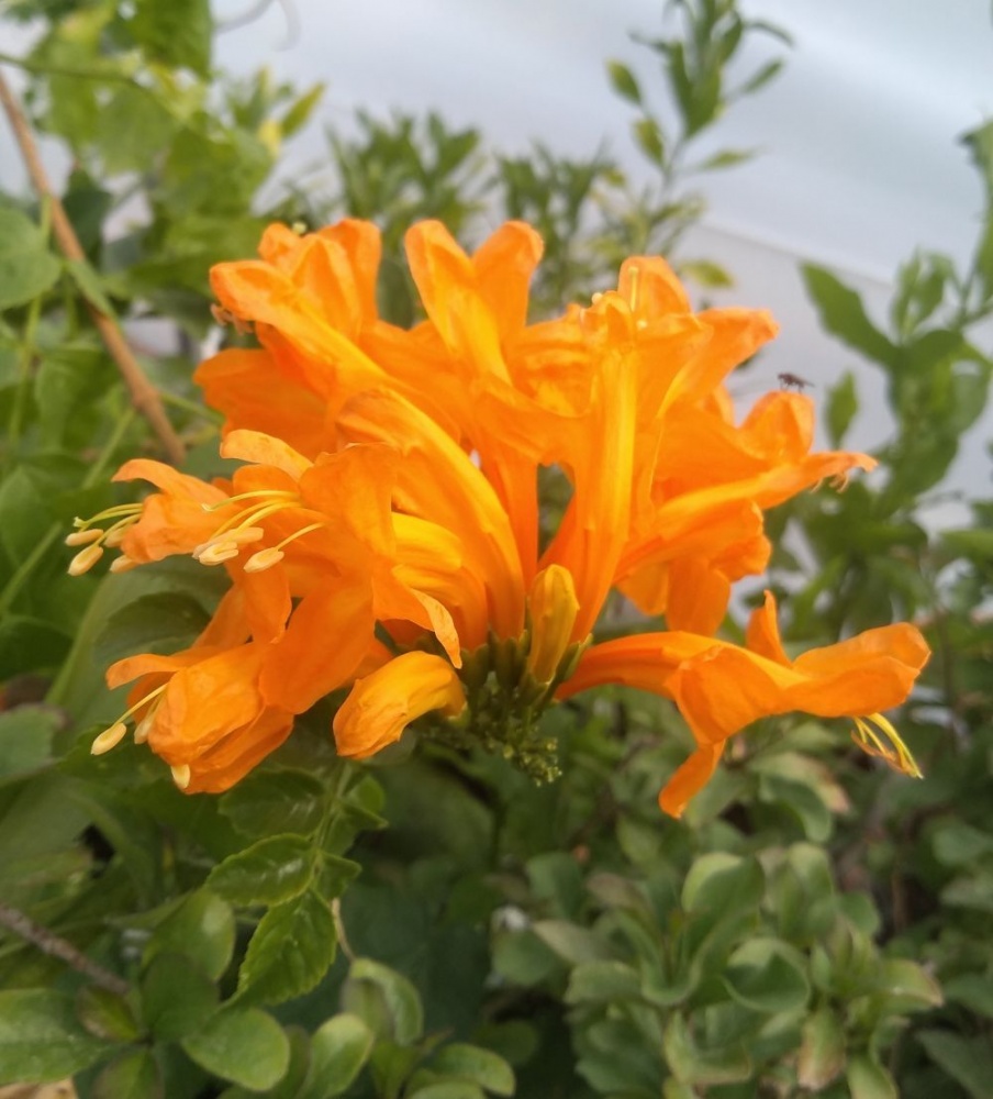 Tecoma capensis 'Aurea', Cape Honeysuckle from Shrubland Nurseries in ...