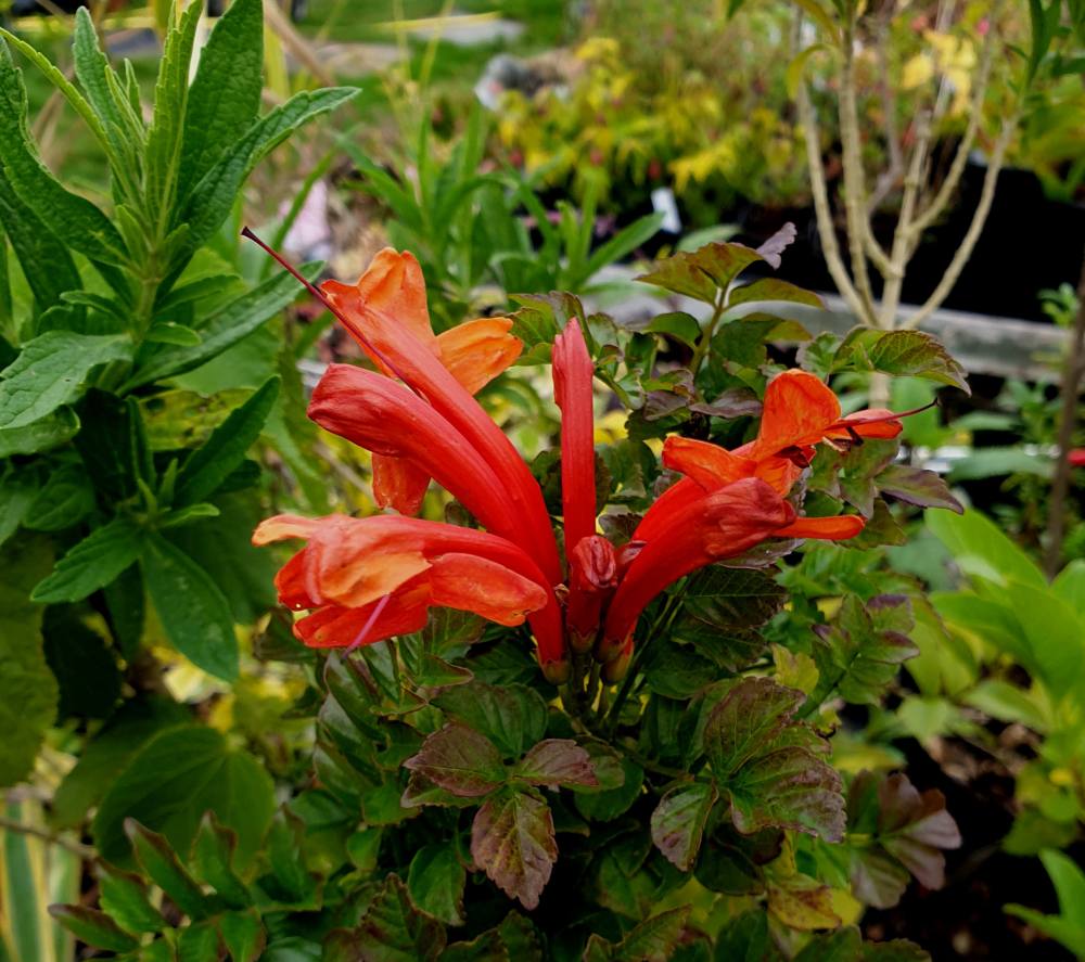Tecoma capensis 'Coccinea', Cape Honeysuckle from Shrubland Nurseries ...