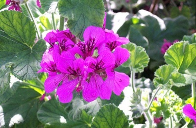 Pelargonium 'Purple Unique' from Shrubland Nurseries in Suffolk