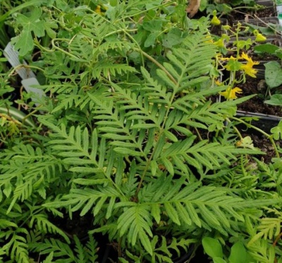 Pteris tremula, Trembling Fern, Australian Brake from Shrubland ...